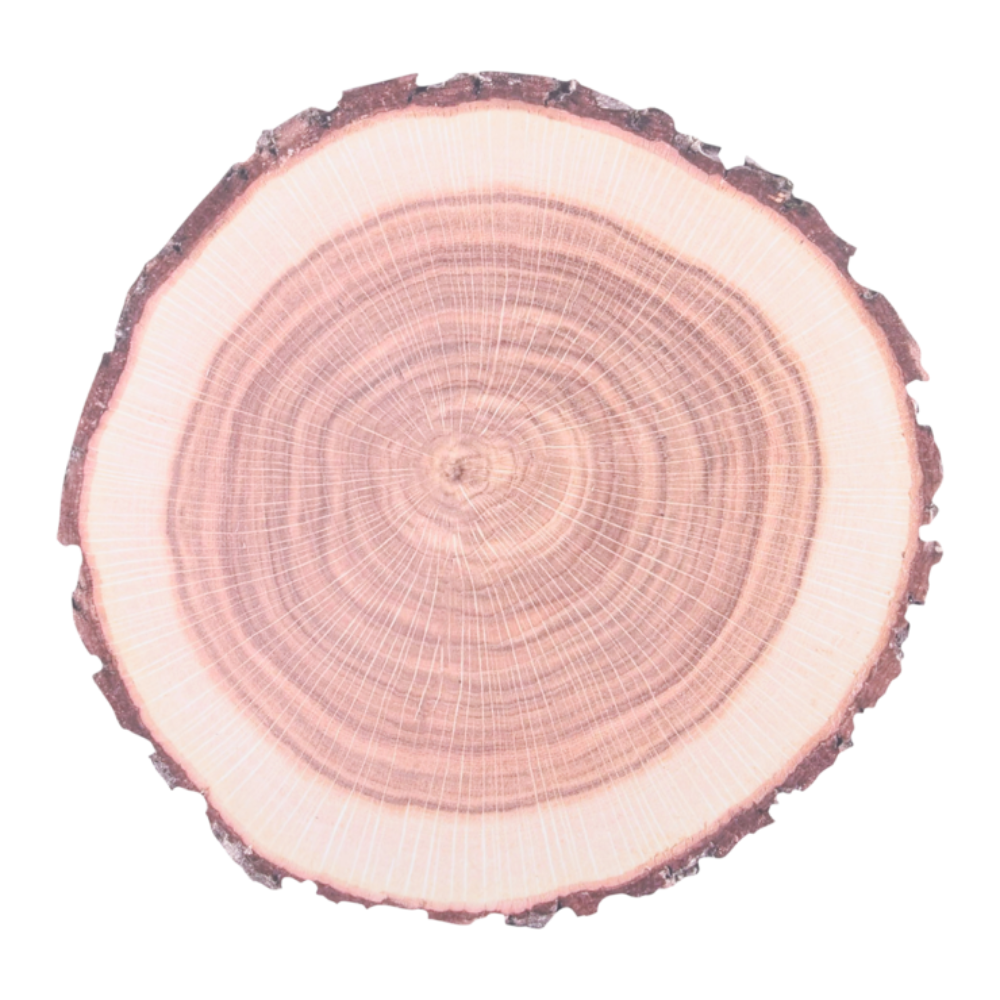 ESSCHERT DESIGN Paper Place Mats 10pk - Tree