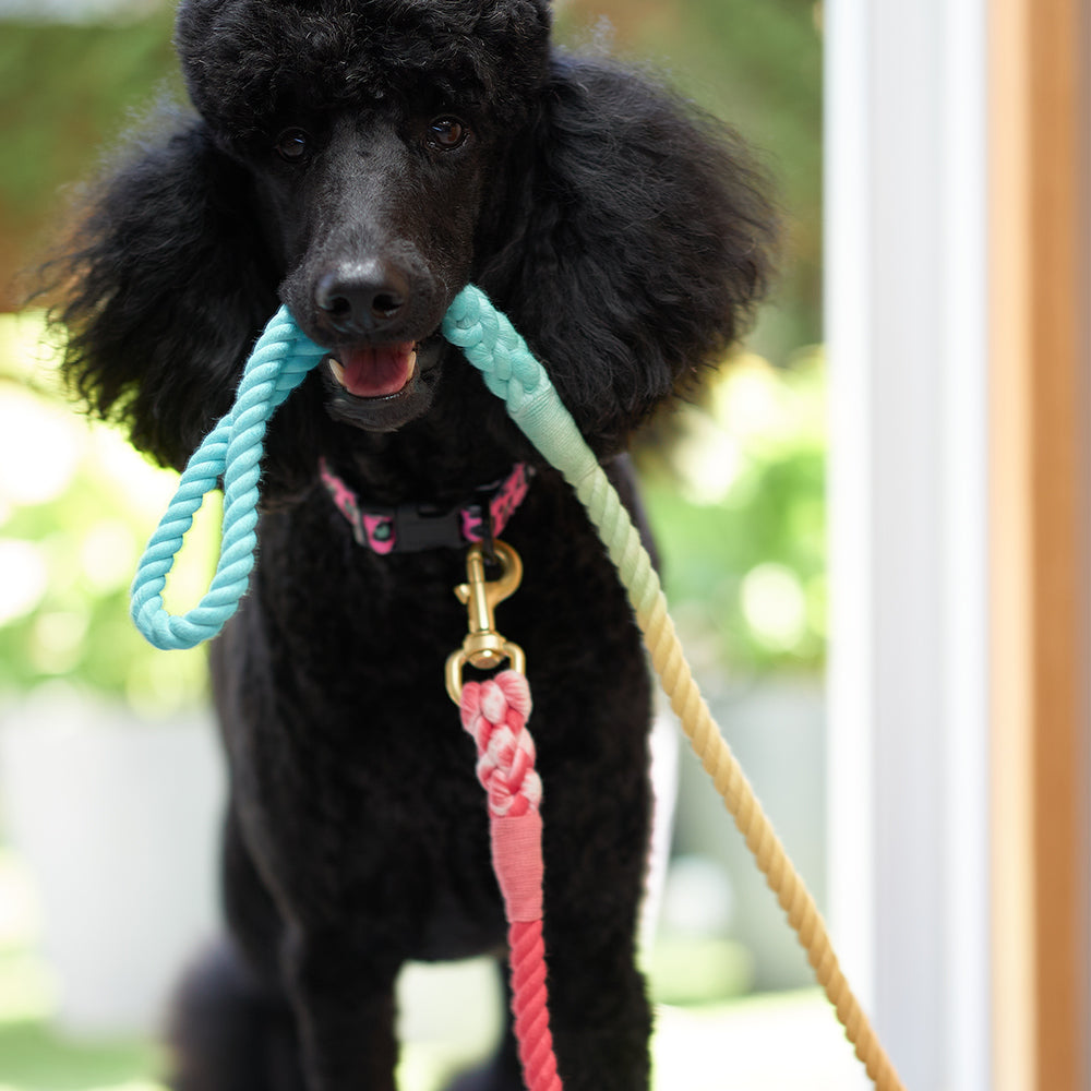 ANNABEL TRENDS Hot Dog Rope Lead - Rainbow