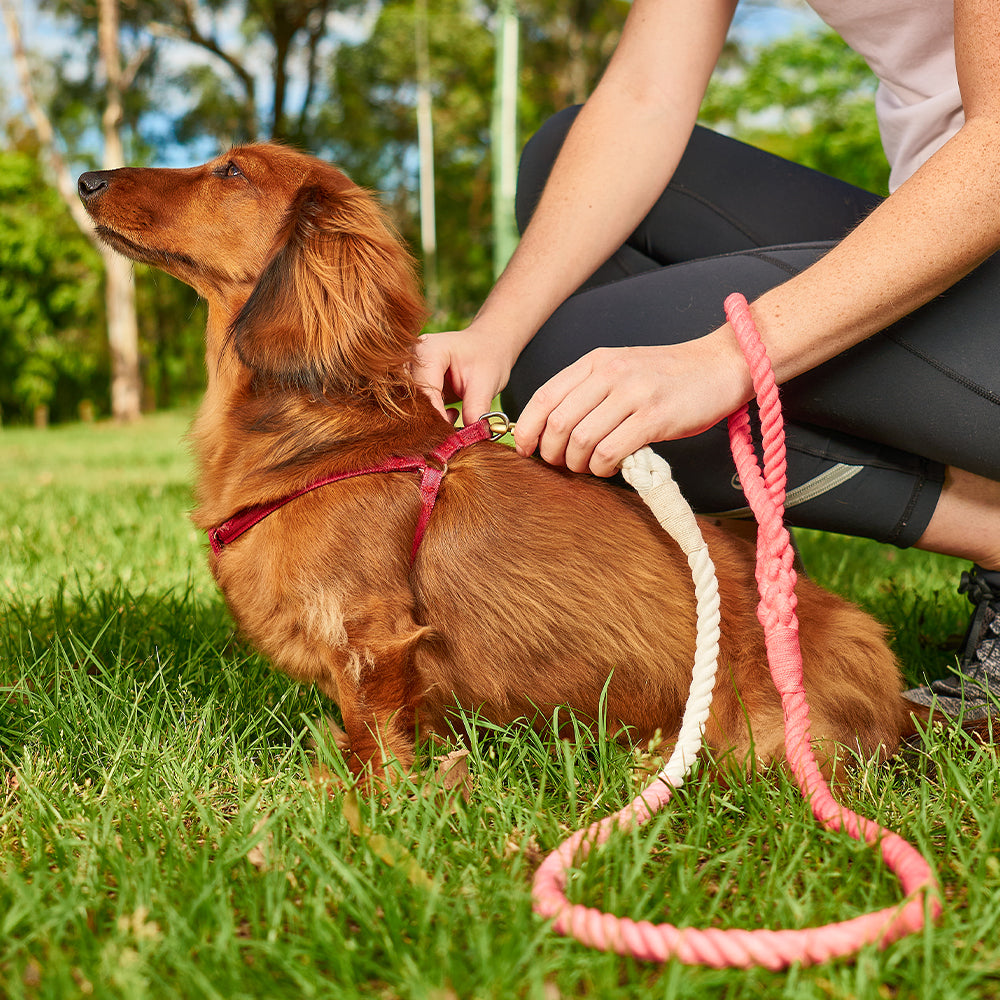 ANNABEL TRENDS Hot Dog Rope Lead - Peach Powder