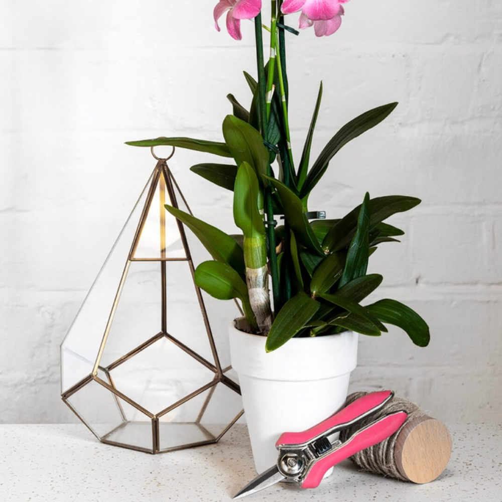 BURGON & BALL Orchid Snip