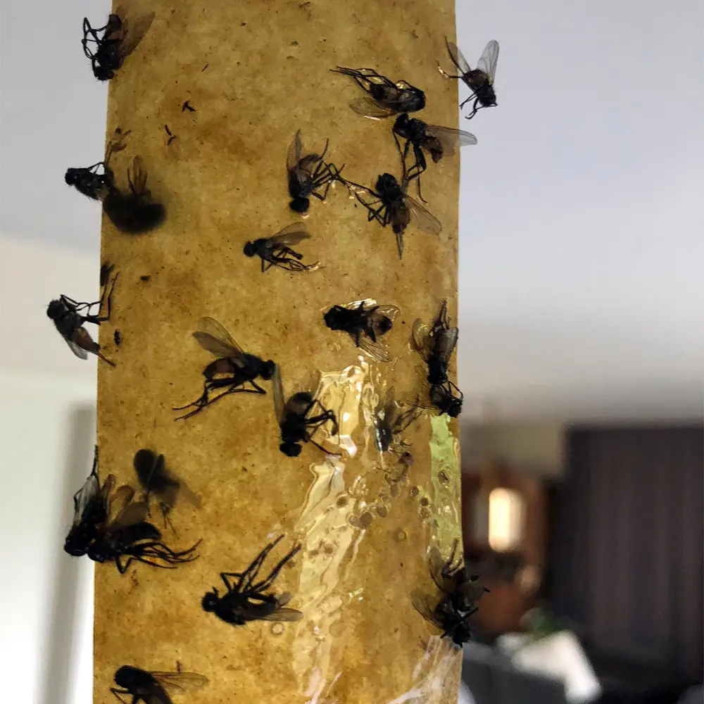 THE BUZZ Fly Papers - 8 Pack